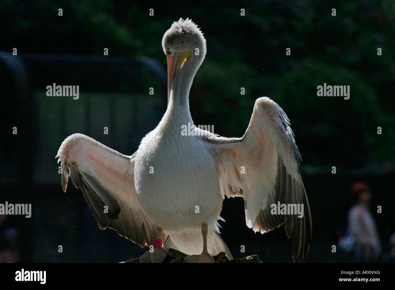 A Pelican at Tama Zoo Tokyo Japan Stock Photo - Alamy