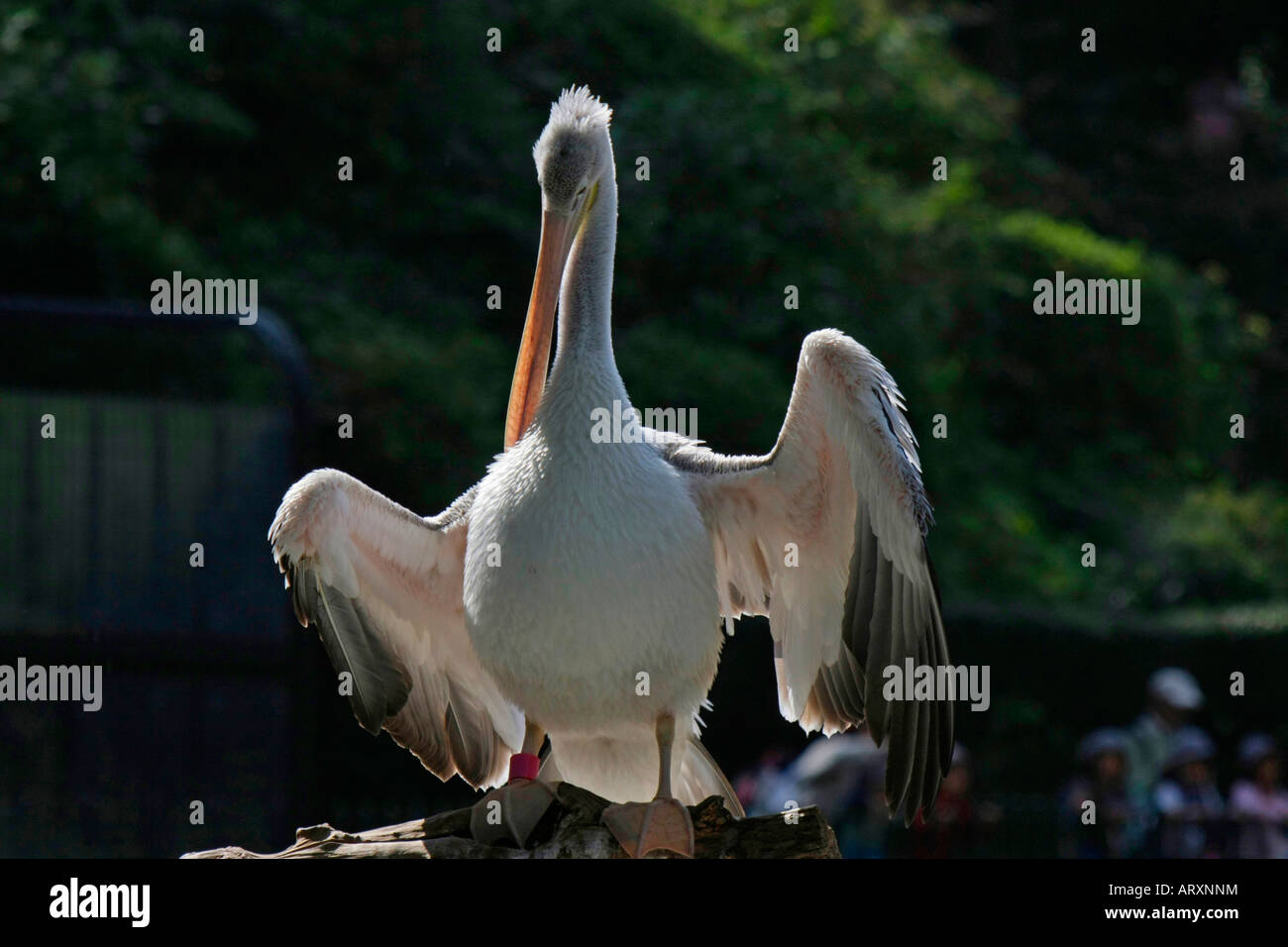 A Pelican at Tama Zoo Tokyo Japan Stock Photo - Alamy
