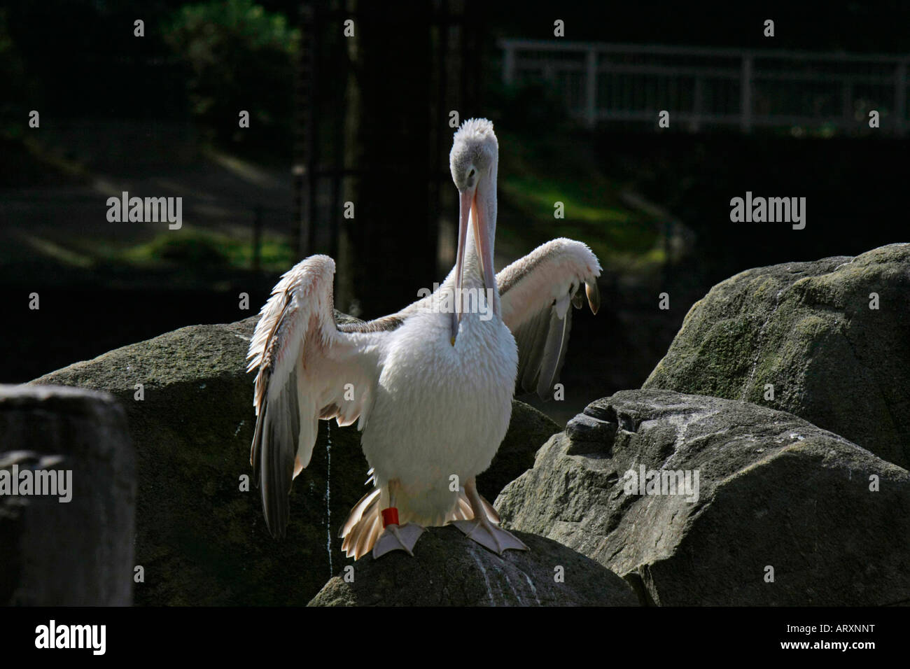 A Pelican at Tama Zoo Tokyo Japan Stock Photo - Alamy