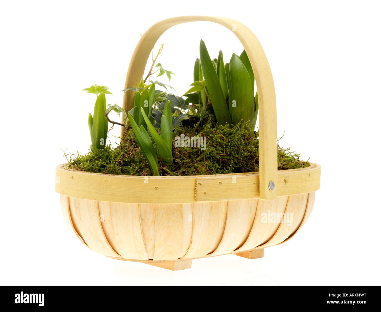 Spring bulb gifts hi-res stock photography and images - Alamy