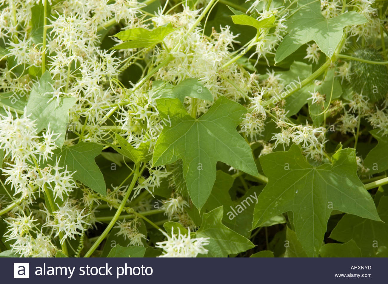 Balsam Apple Stock Photos & Balsam Apple Stock Images - Alamy