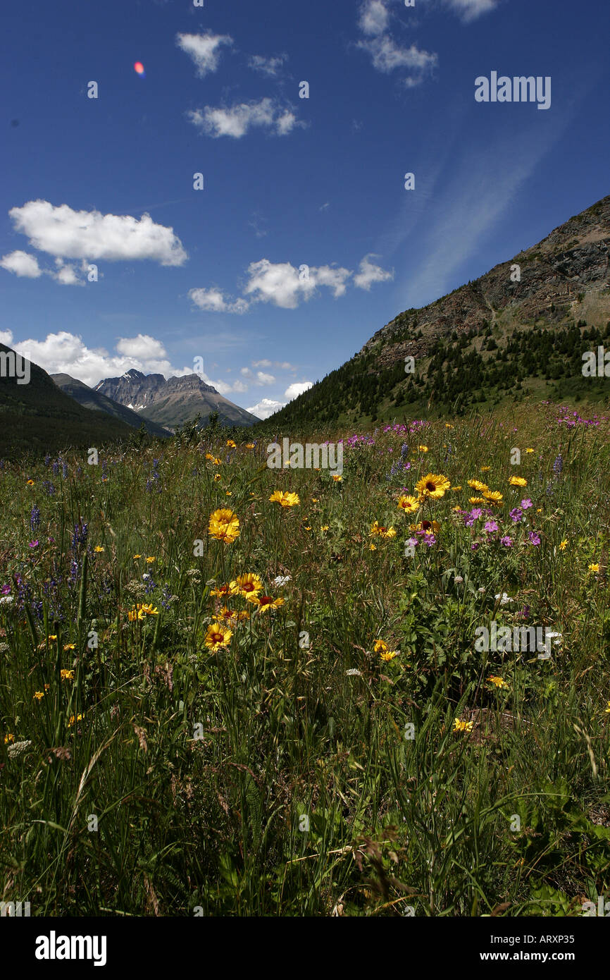 Wildflowers summer in Alberta Stock Photo - Alamy