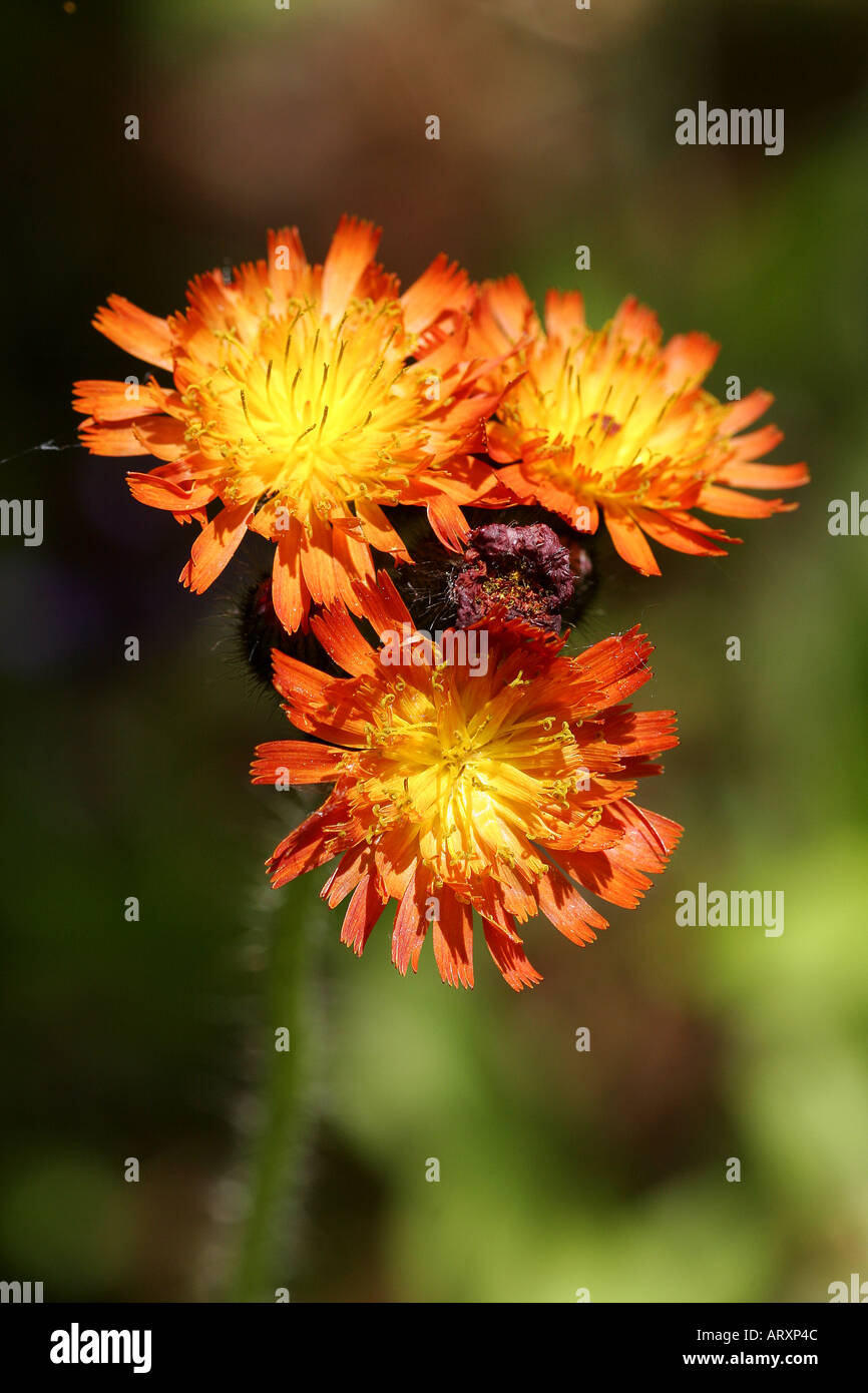 Canada hawkweed hi-res stock photography and images - Alamy