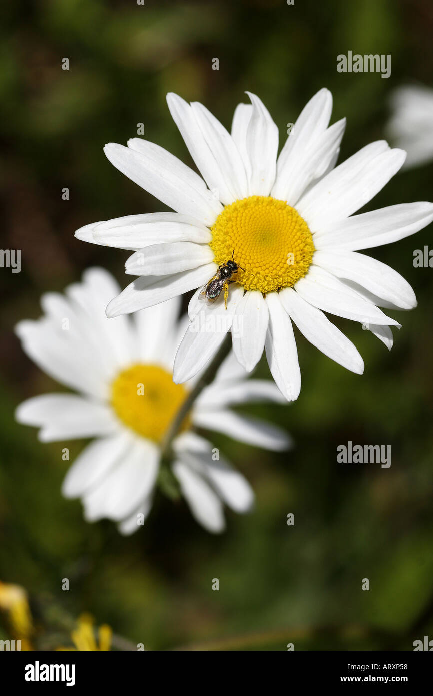 bug on daisy Wildflowers summer in Alberta Stock Photo - Alamy