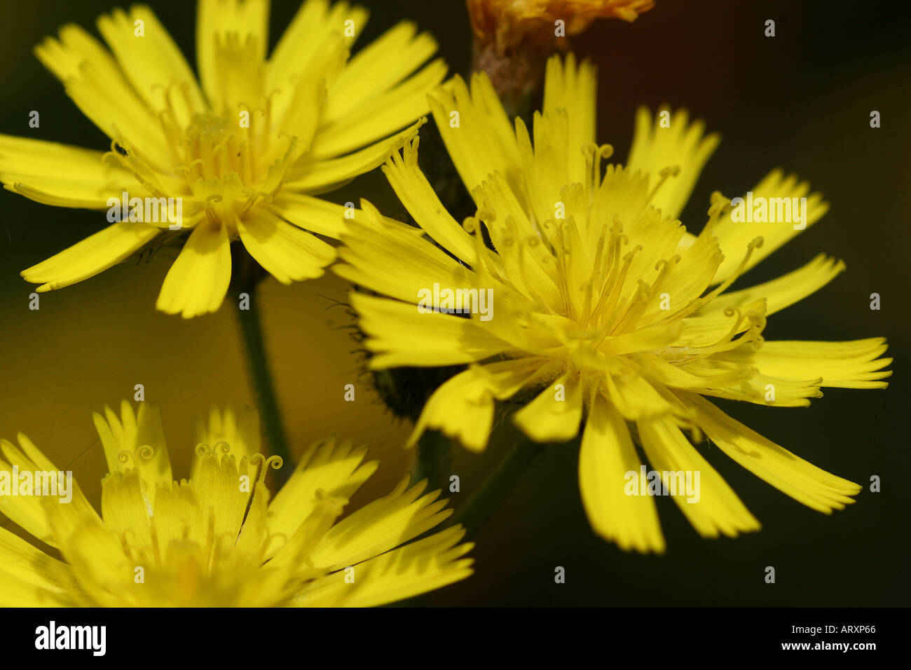 Canada Hawkweed High Resolution Stock Photography and Images - Alamy