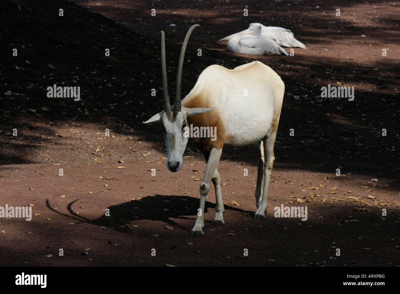 Scimitar-horned Oryx in the Zoo Stock Photo - Alamy