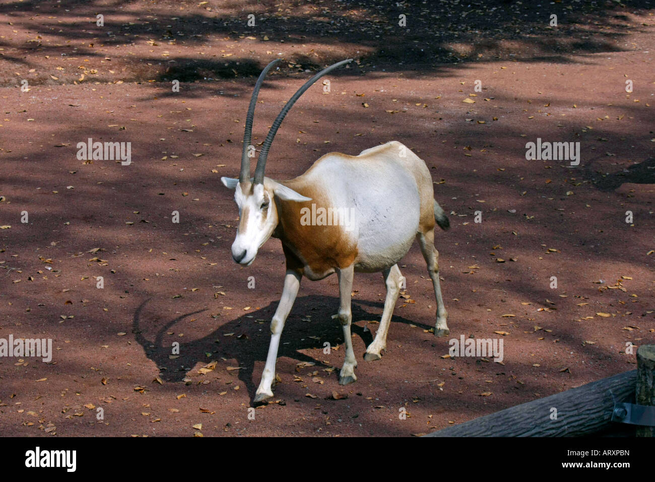 Scimitar-horned Oryx in the Zoo Stock Photo - Alamy