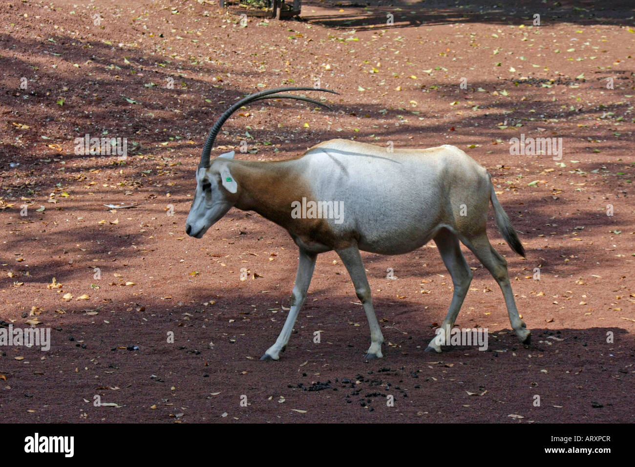 Scimitar-horned Oryx in the Zoo Stock Photo - Alamy