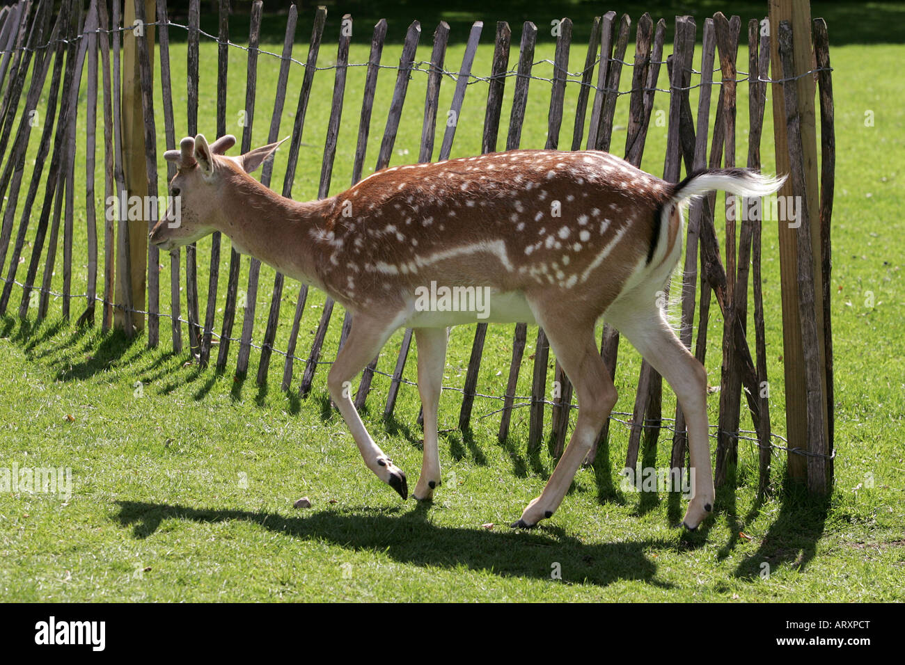 Deer herd animal mammal herbivores Stock Photo - Alamy