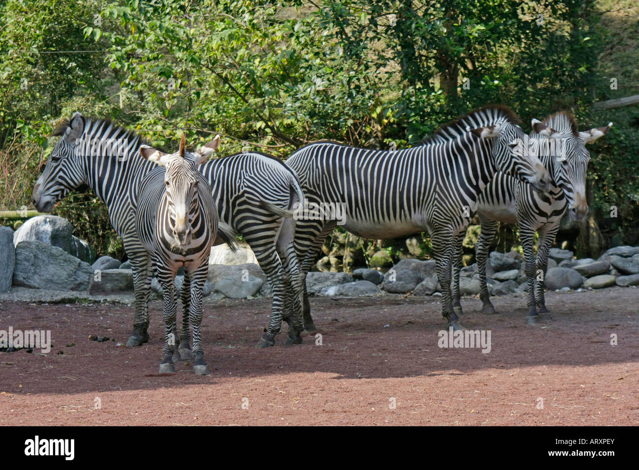Zebras in the Zoo Stock Photo - Alamy