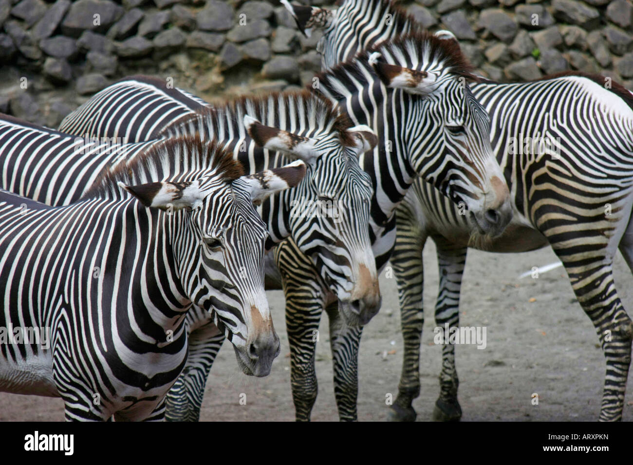 Zebras in the Zoo Stock Photo - Alamy