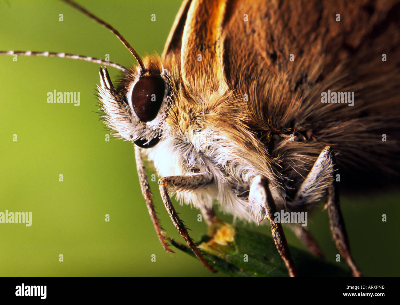 Small copper butterfly Stock Photo - Alamy