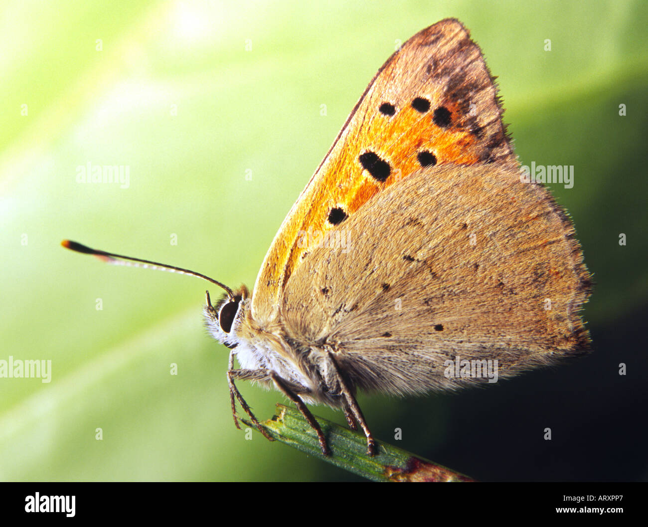 Small copper butterfly Stock Photo - Alamy