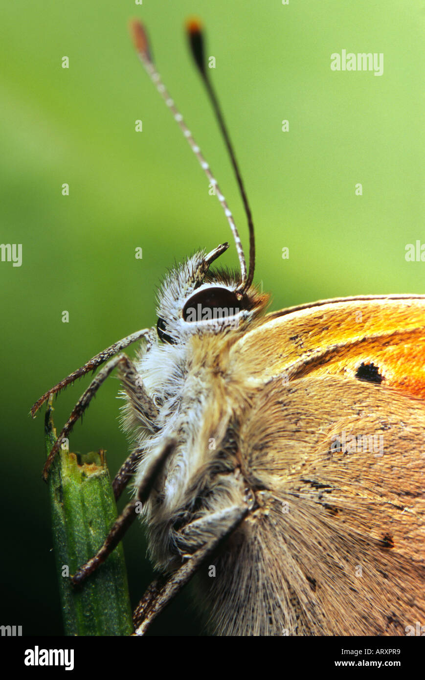 Small copper butterfly Stock Photo - Alamy