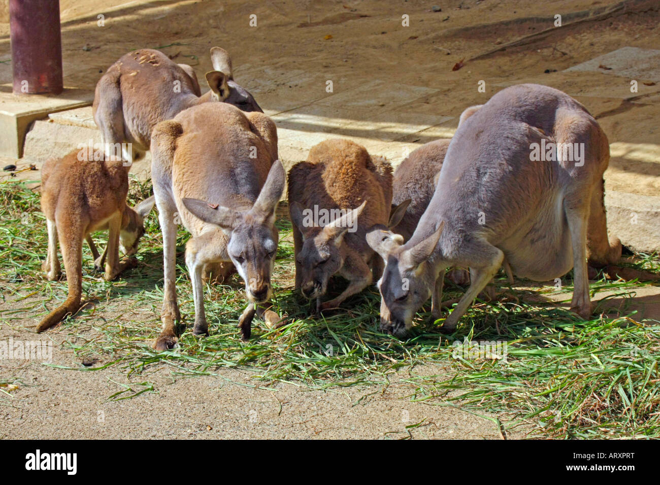 Kangaroos at the Tama Zoological Park Tokyo Japan Stock Photo - Alamy