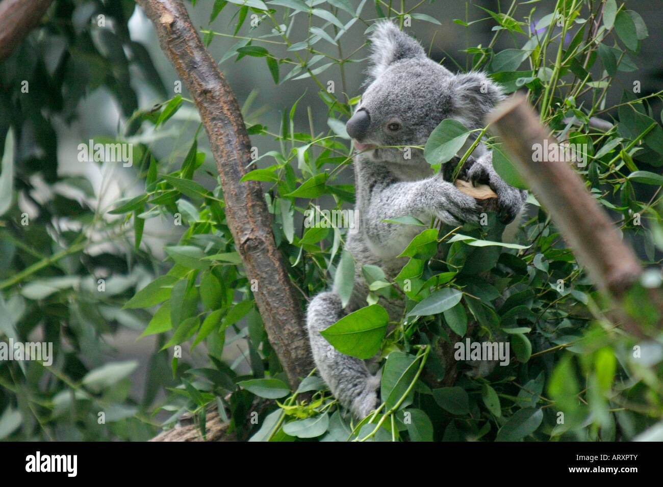 A Koala at Tama Zoo Tokyo Japan Stock Photo - Alamy