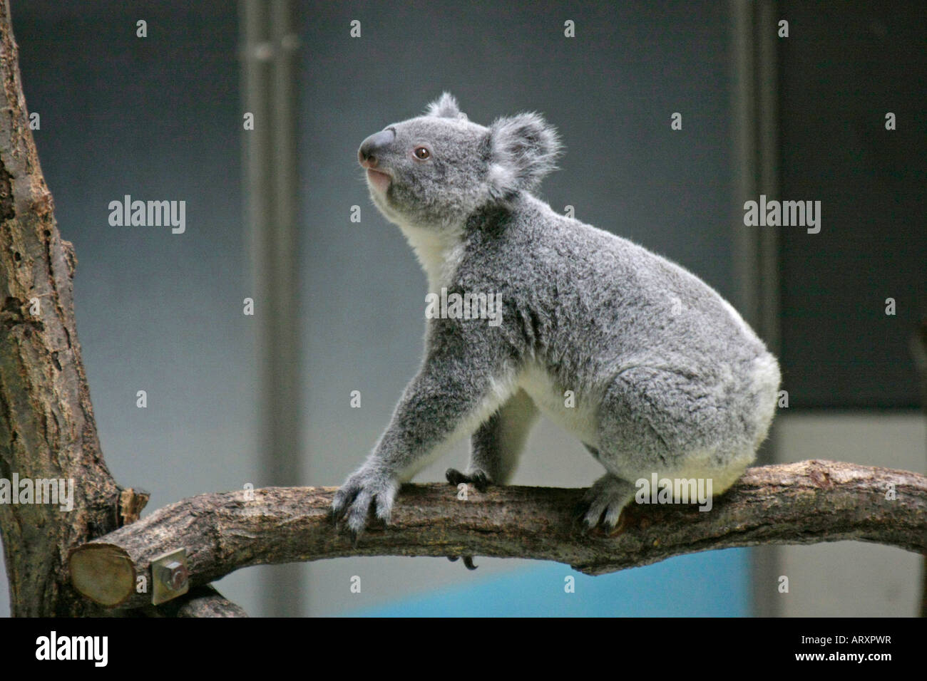 A Koala at Tama Zoo Tokyo Japan Stock Photo - Alamy