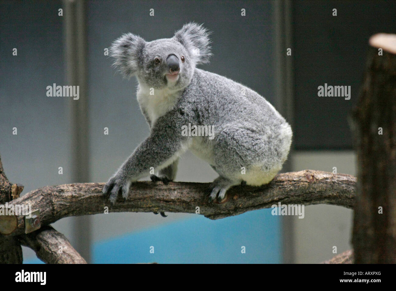 A Koala at Tama Zoo Tokyo Japan Stock Photo - Alamy