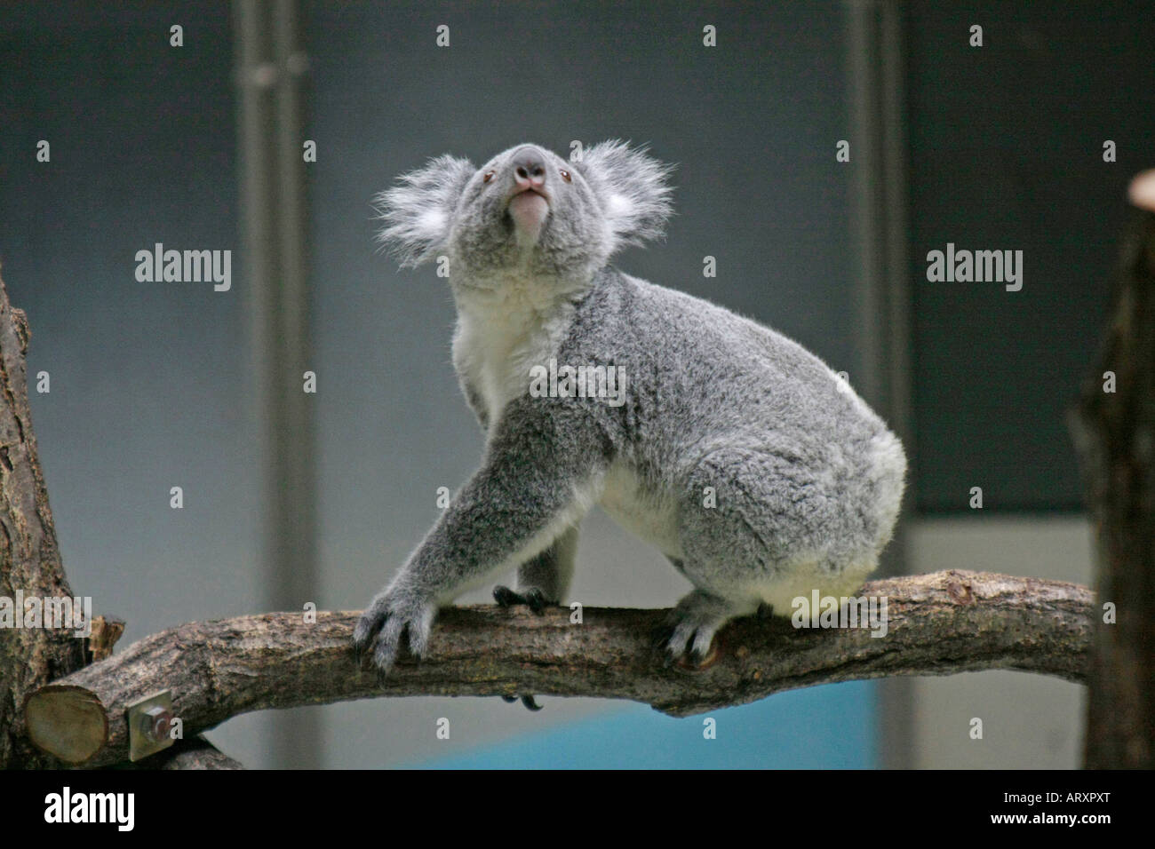 A Koala at Tama Zoo Tokyo Japan Stock Photo - Alamy