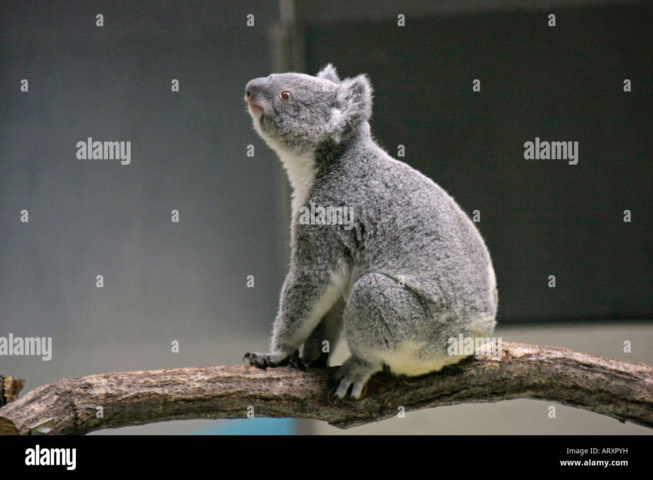 A Koala at Tama Zoo Tokyo Japan Stock Photo - Alamy