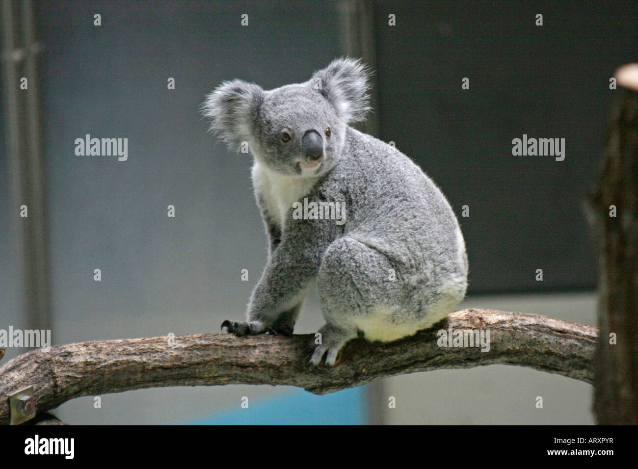 A Koala at Tama Zoo Tokyo Japan Stock Photo - Alamy