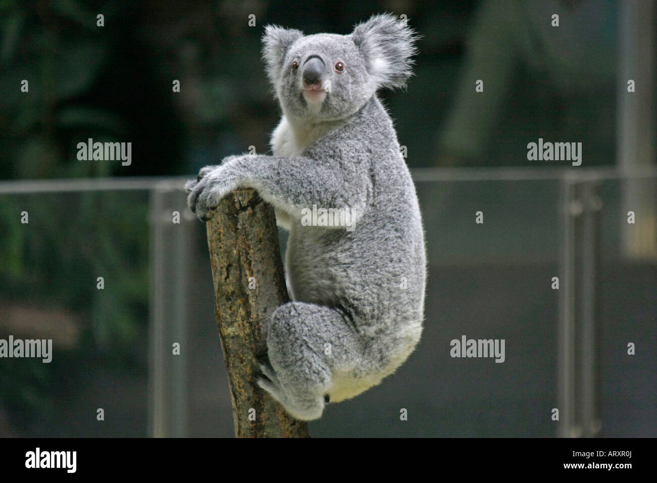 A Koala at Tama Zoo Tokyo Japan Stock Photo - Alamy
