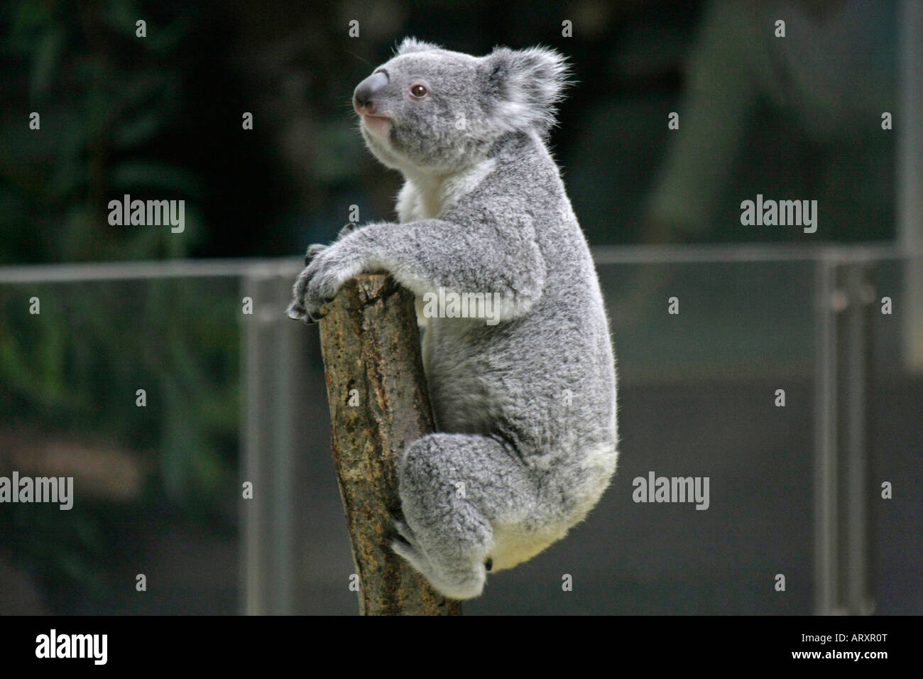 A Koala at Tama Zoo Tokyo Japan Stock Photo - Alamy
