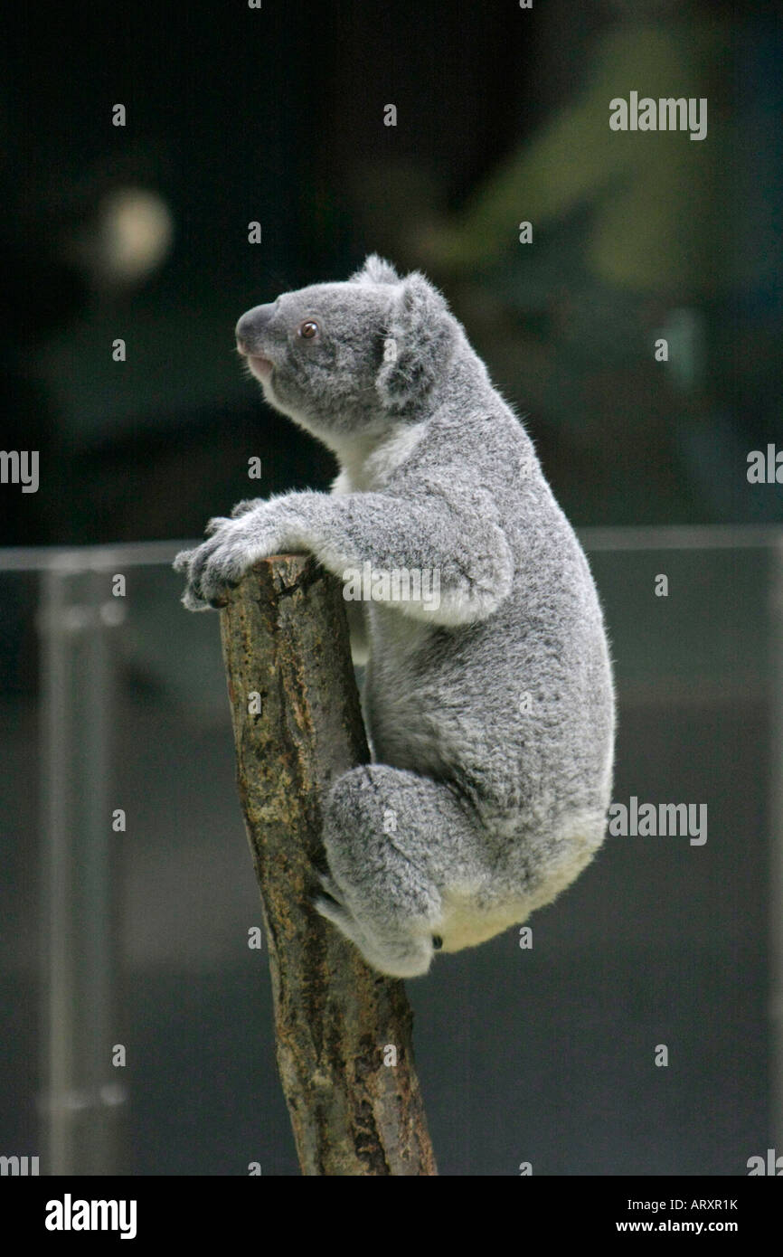 A Koala at Tama Zoo Tokyo Japan Stock Photo - Alamy