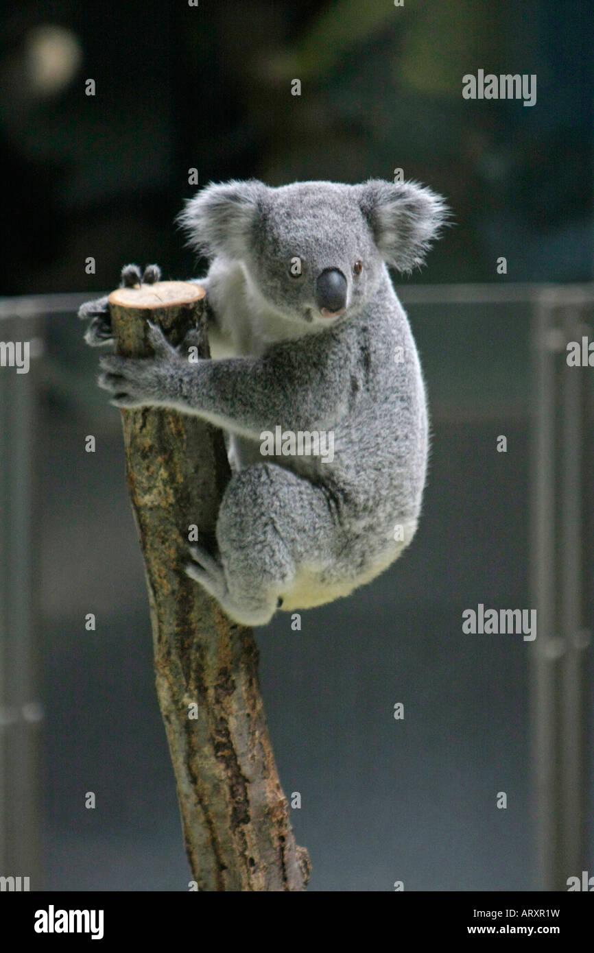 A Koala at Tama Zoo Tokyo Japan Stock Photo - Alamy