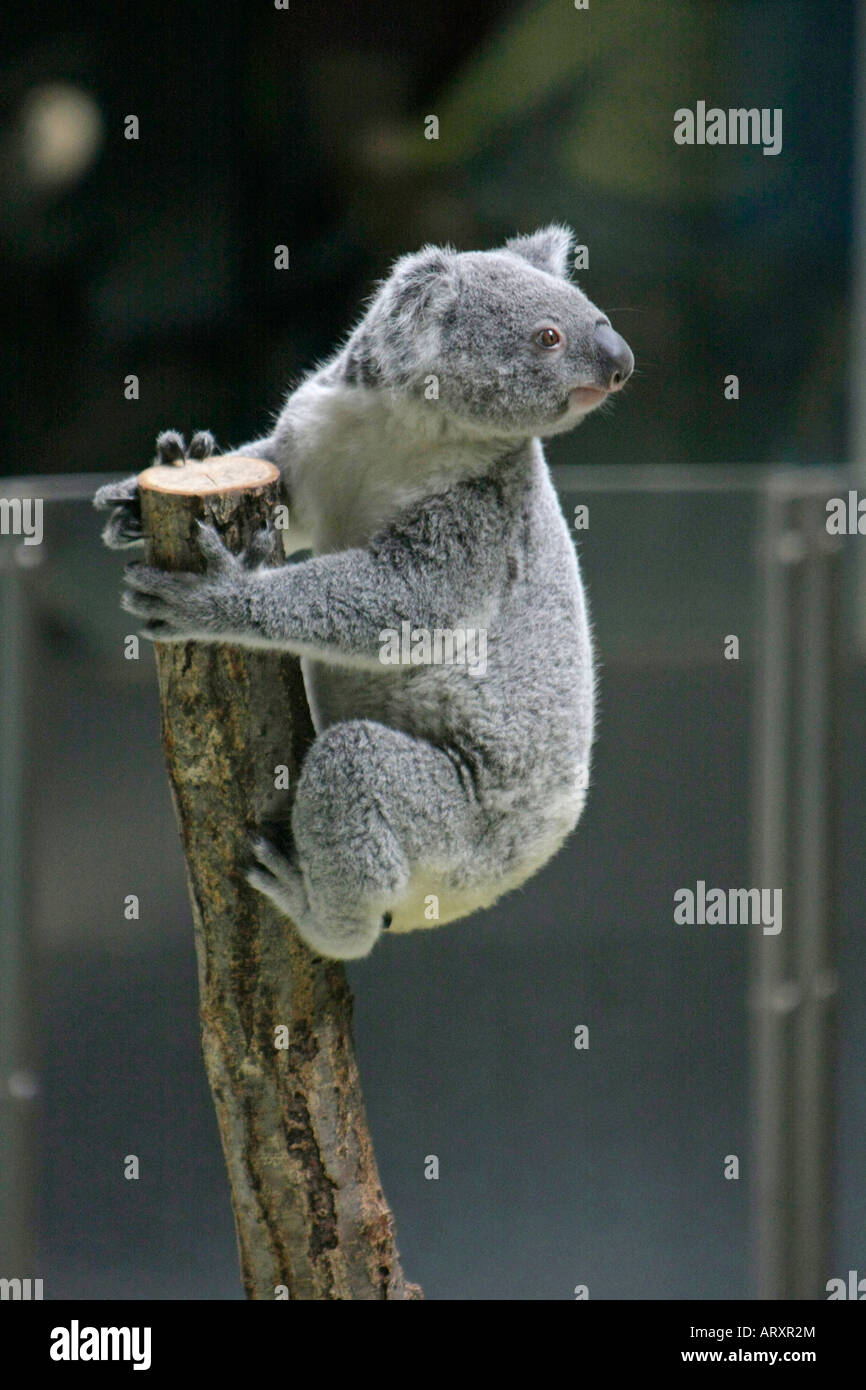 A Koala at Tama Zoo Tokyo Japan Stock Photo - Alamy
