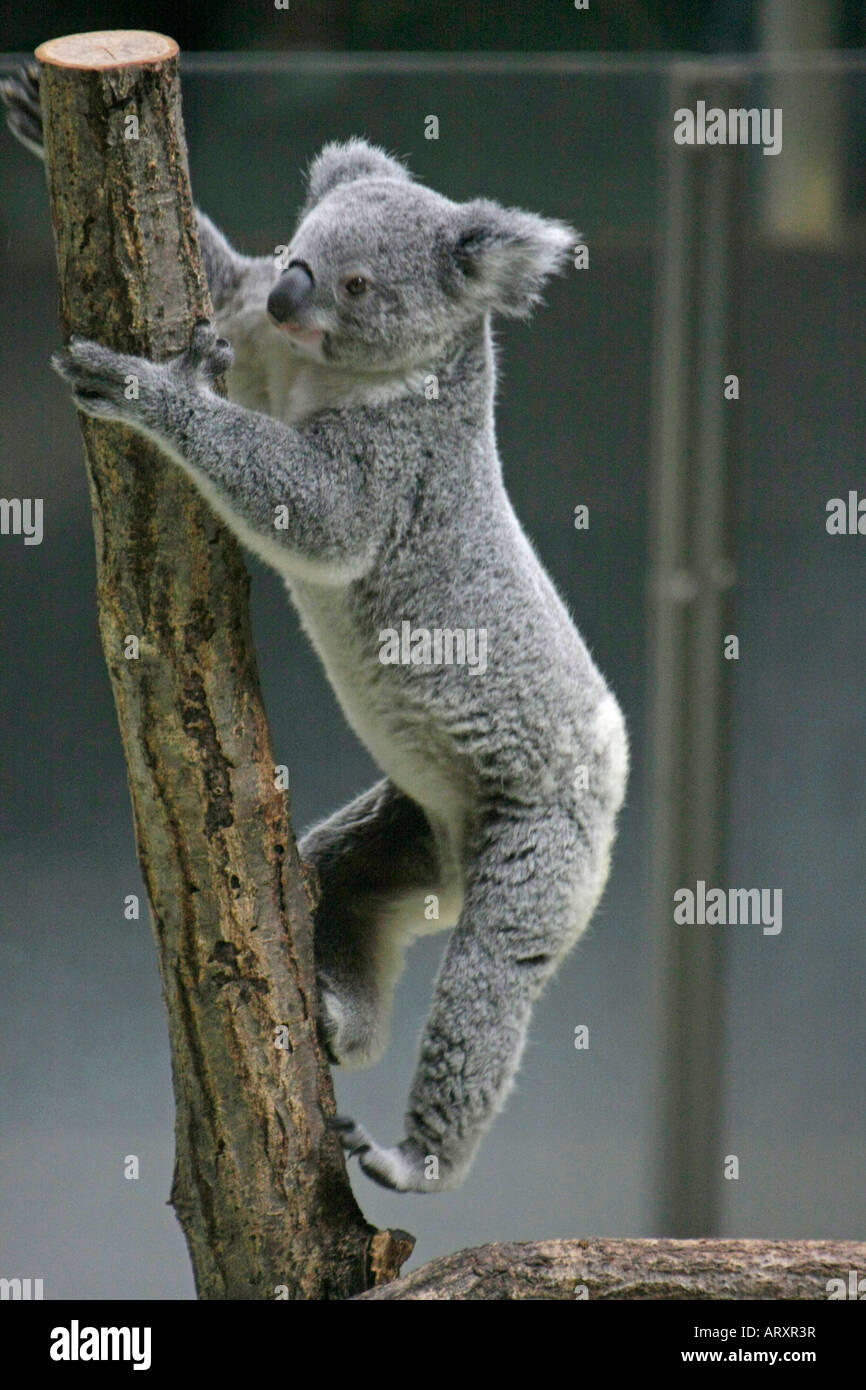 A Koala at Tama Zoo Tokyo Japan Stock Photo - Alamy