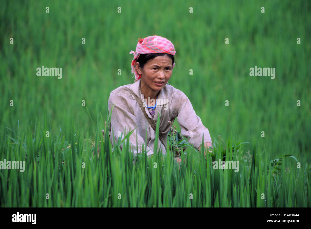 White Hmong woman working in the rice fields in Lai Chao northern ...