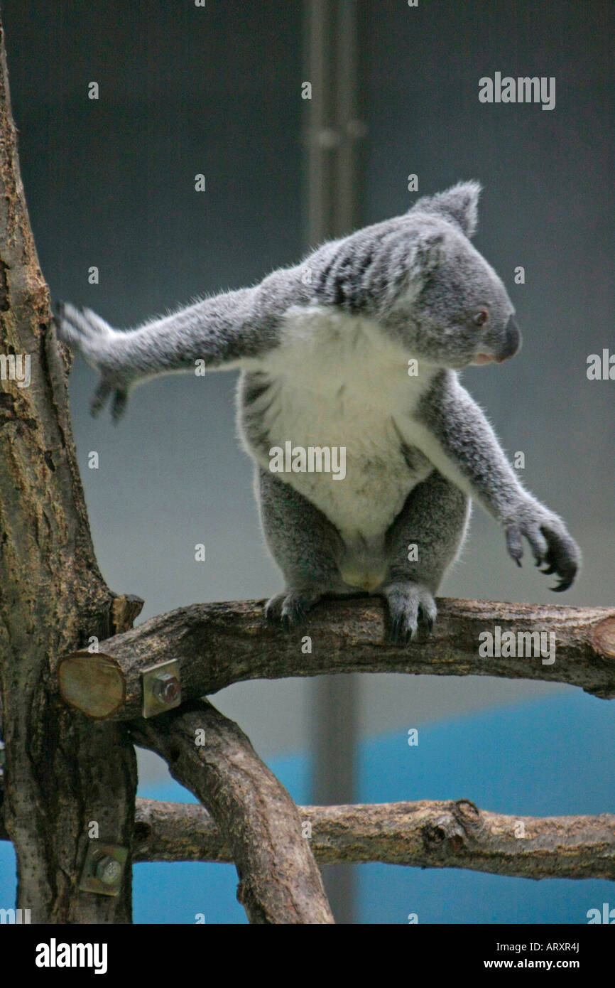 A Koala at Tama Zoo Tokyo Japan Stock Photo - Alamy