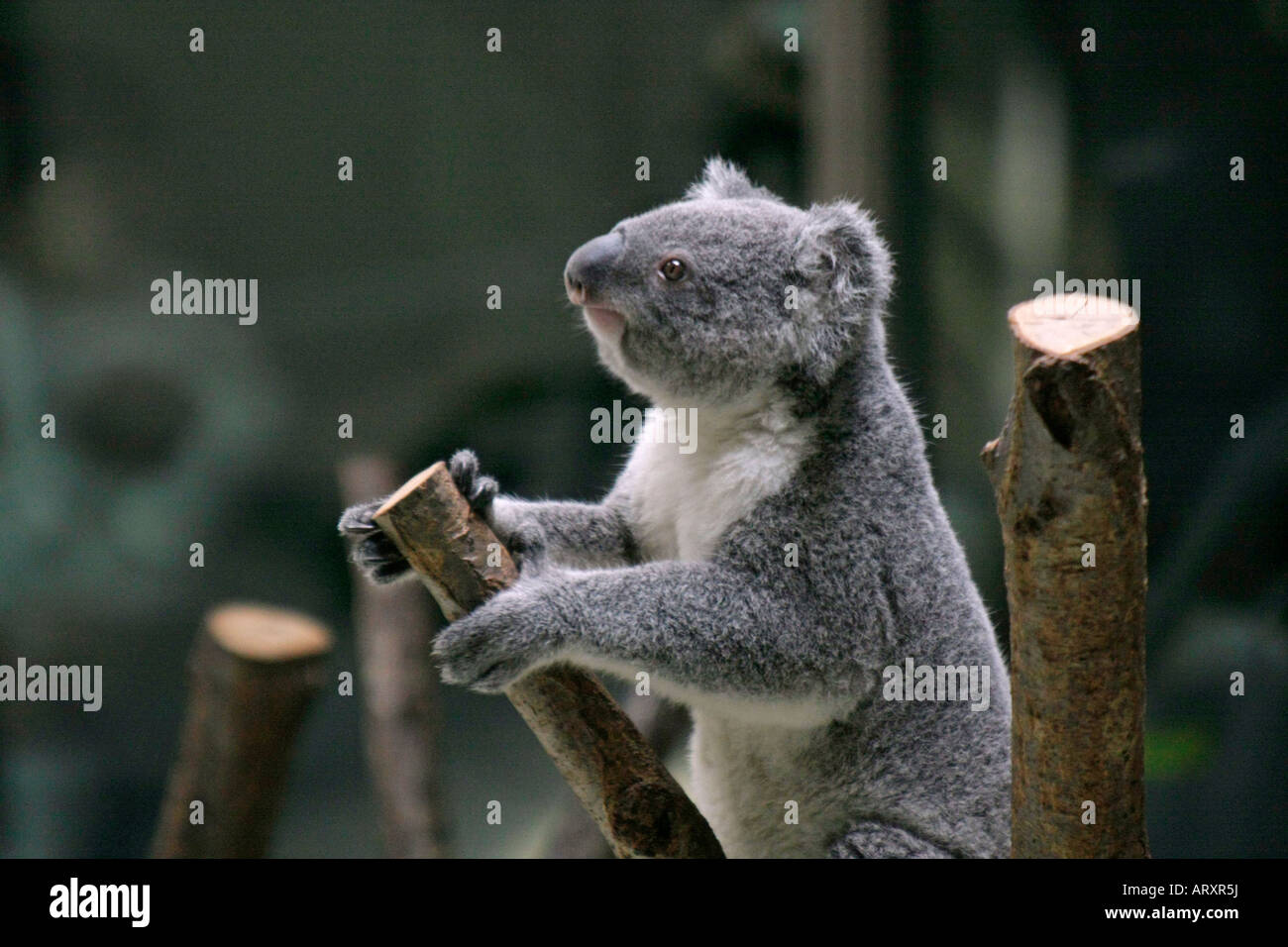 A Koala at Tama Zoo Tokyo Japan Stock Photo - Alamy