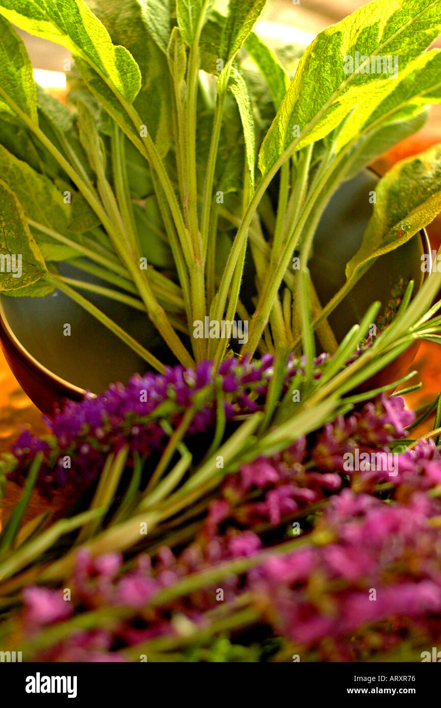 Sage From the Garden Stock Photo - Alamy