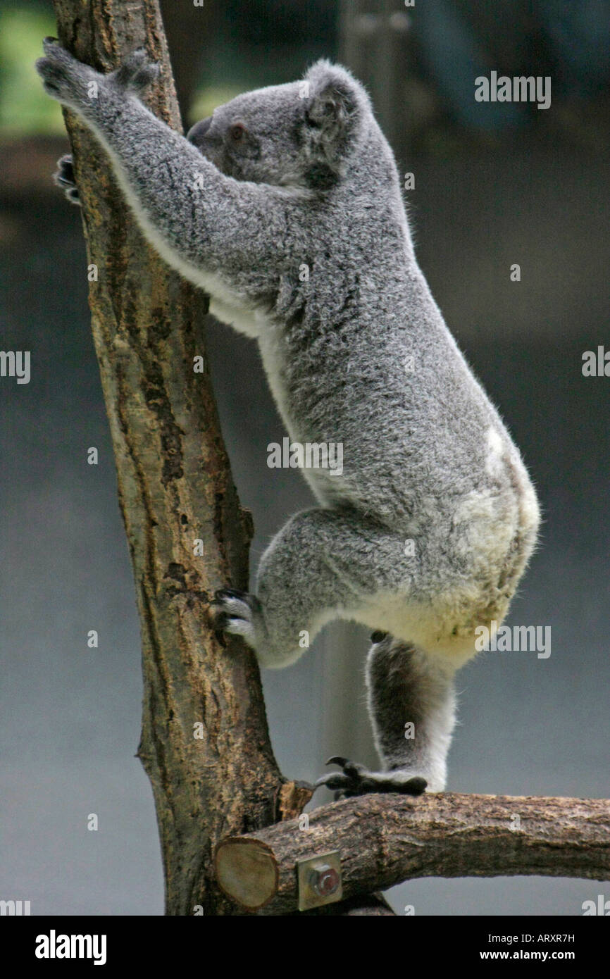 A Koala at Tama Zoo Tokyo Japan Stock Photo - Alamy