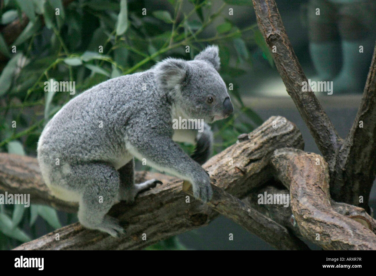 A Koala at Tama Zoo Tokyo Japan Stock Photo - Alamy