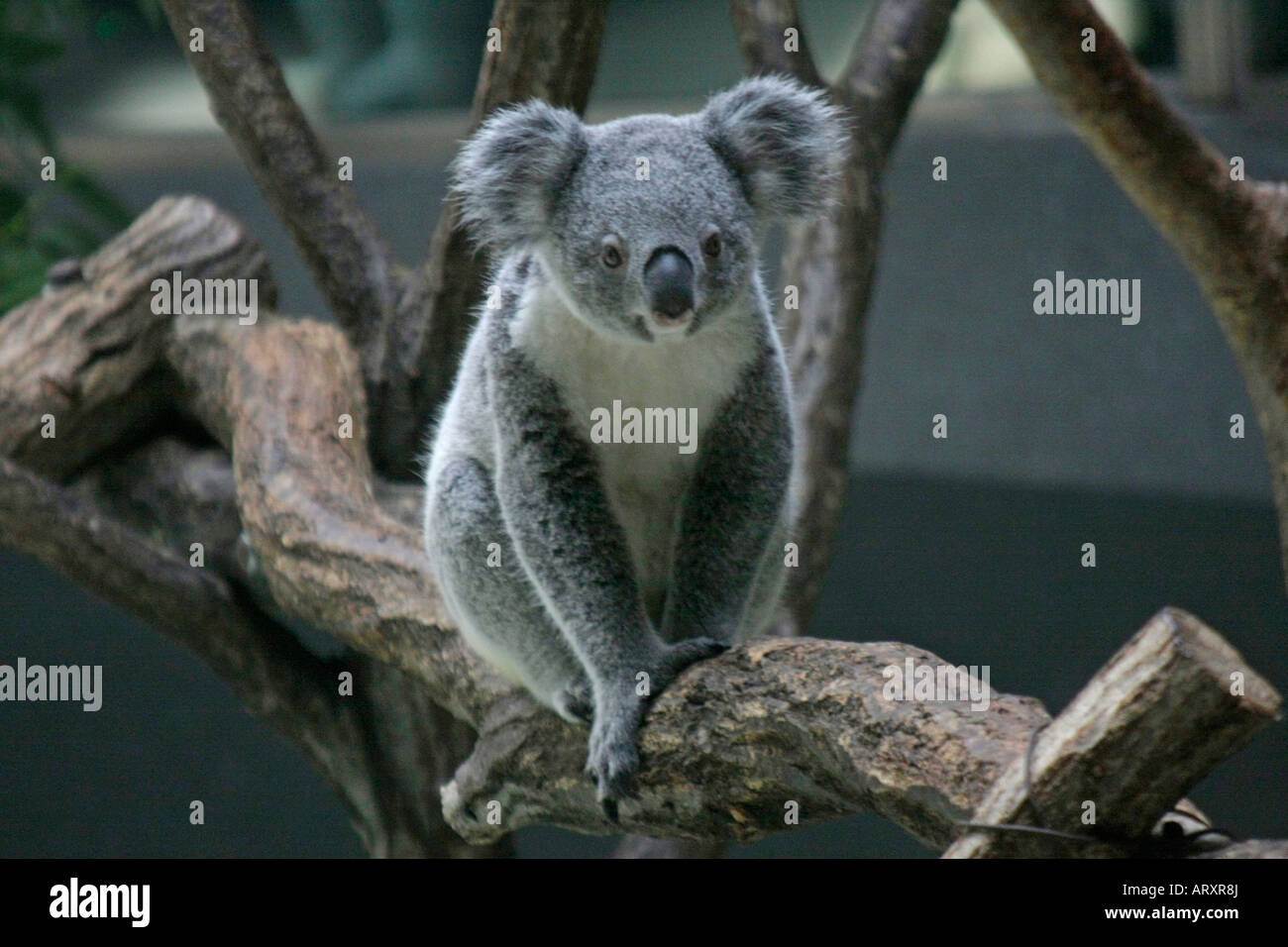 A Koala at Tama Zoo Tokyo Japan Stock Photo - Alamy