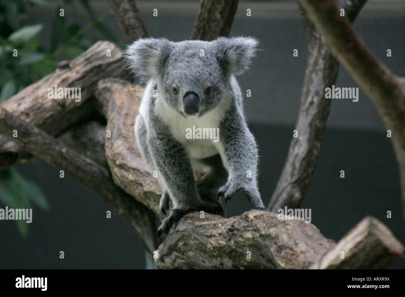 A Koala at Tama Zoo Tokyo Japan Stock Photo - Alamy