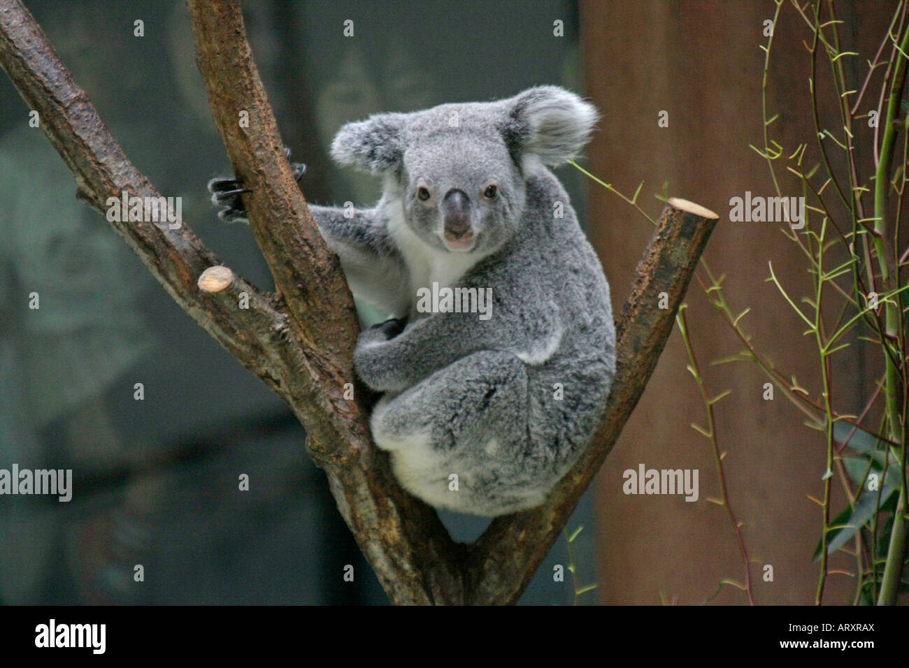 A Koala at Tama Zoo Tokyo Japan Stock Photo - Alamy