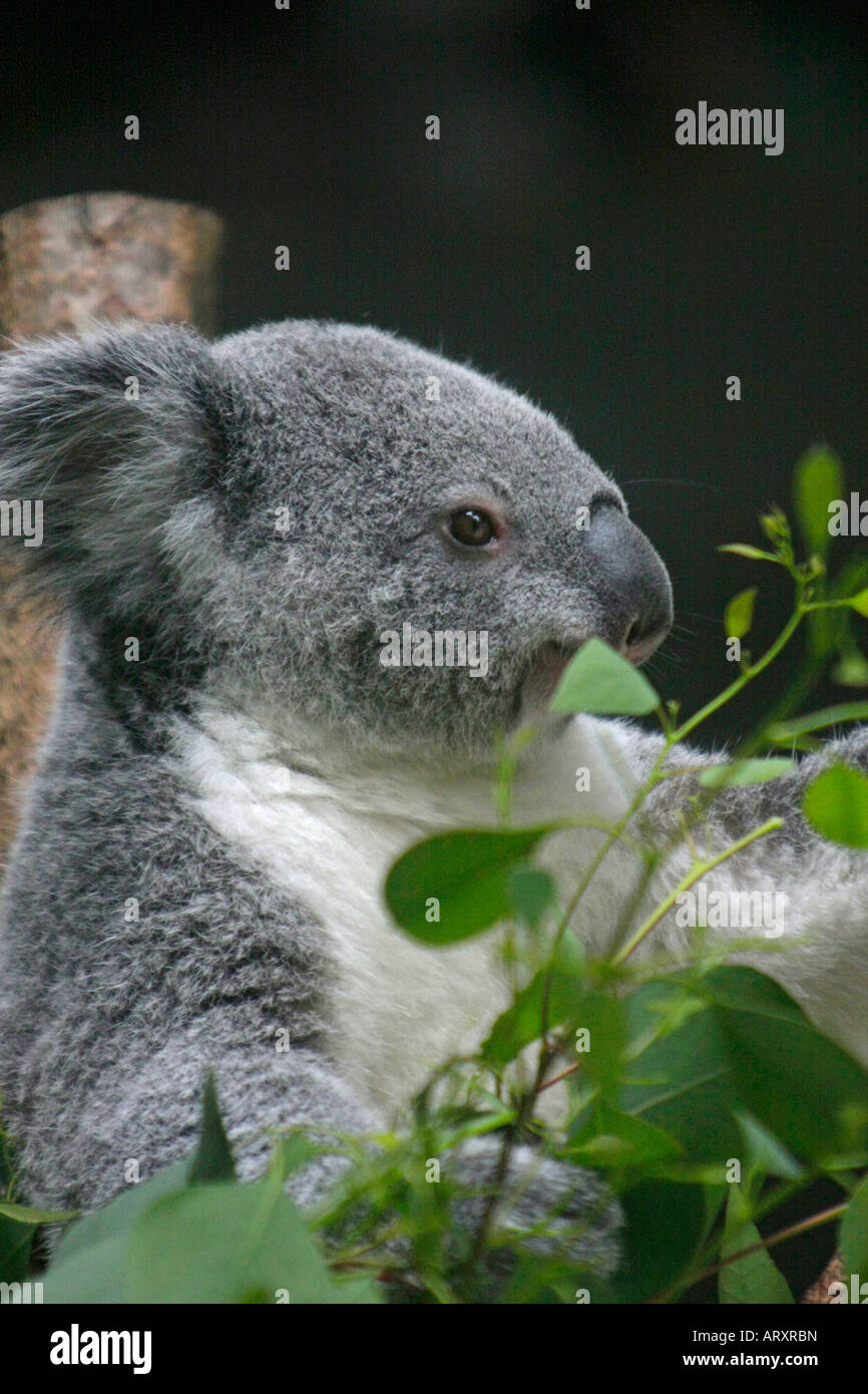 A Koala at Tama Zoo Tokyo Japan Stock Photo - Alamy
