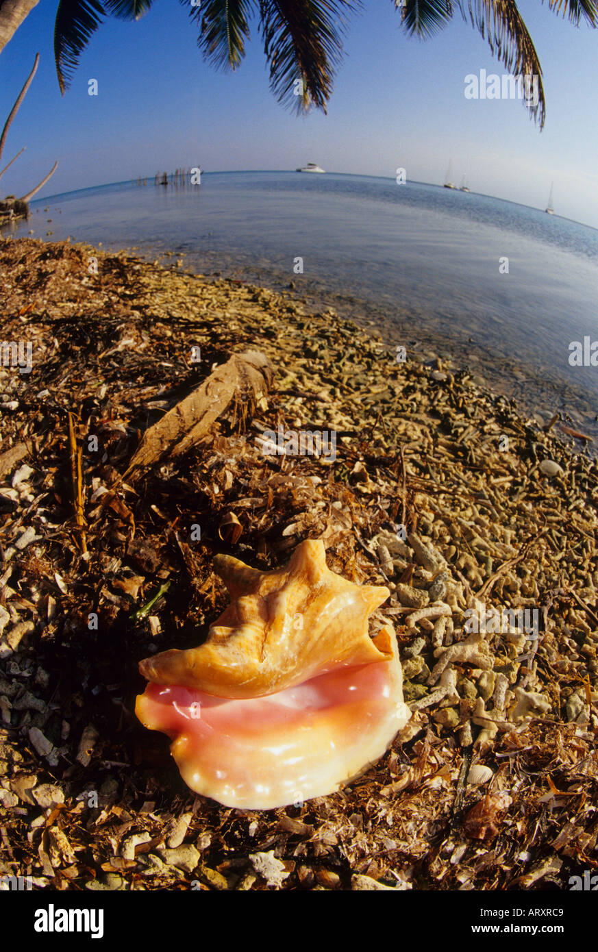 Conch shell on beach, Belize Stock Photo - Alamy