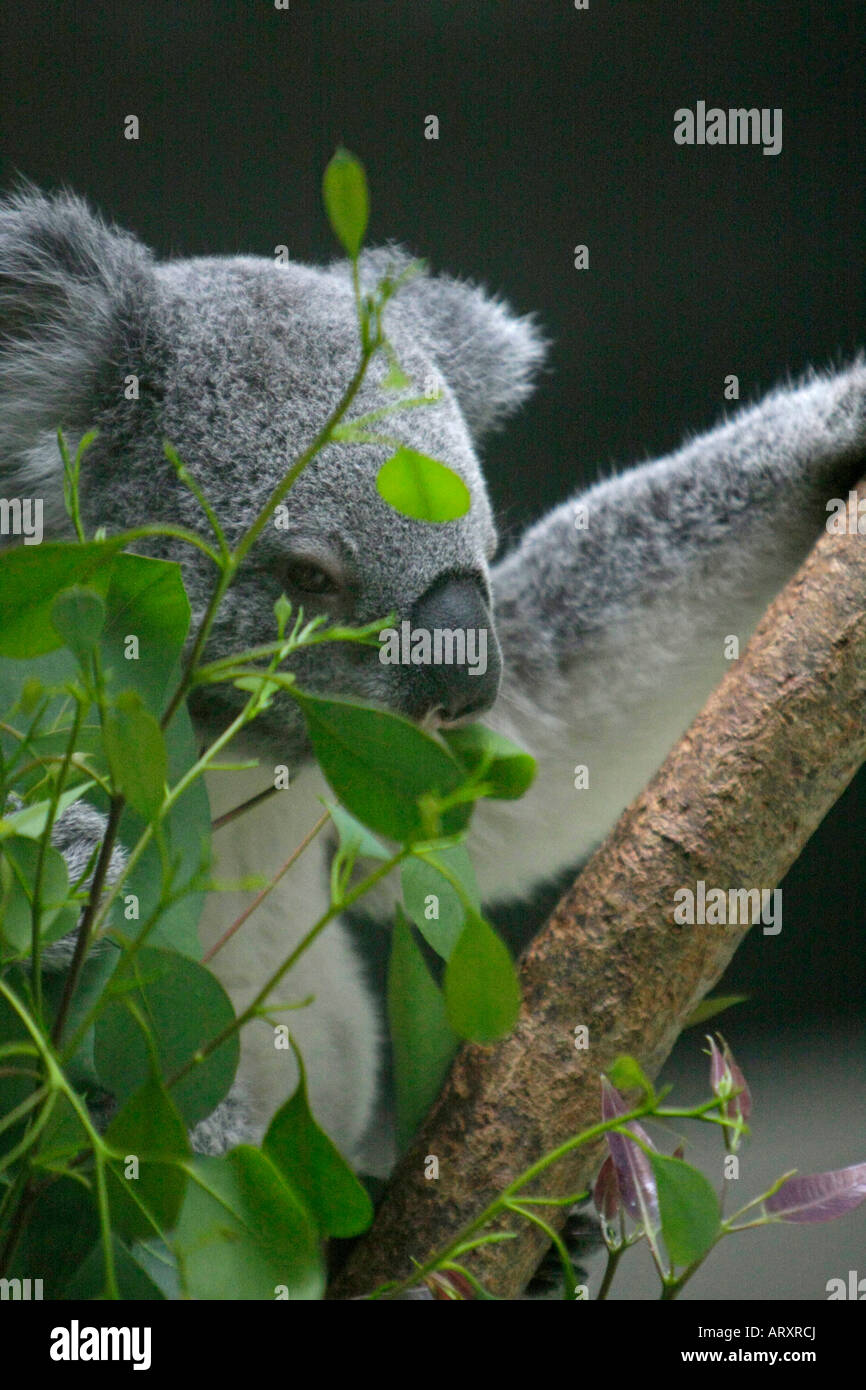 A Koala at Tama Zoo Tokyo Japan Stock Photo - Alamy