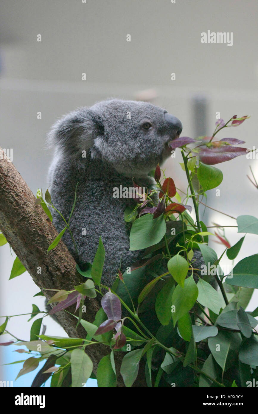A Koala at Tama Zoo Tokyo Japan Stock Photo - Alamy