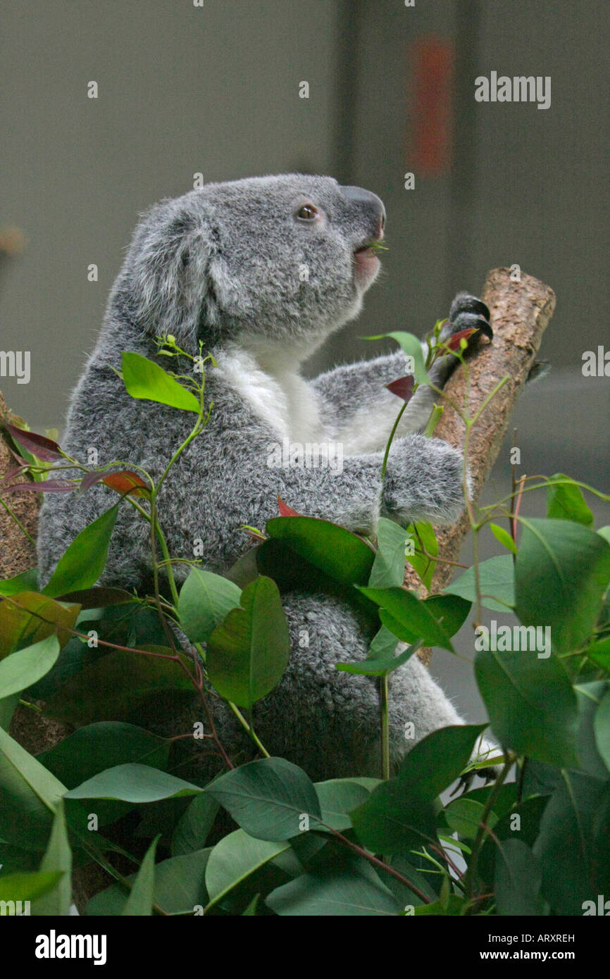 A Koala at Tama Zoo Tokyo Japan Stock Photo - Alamy