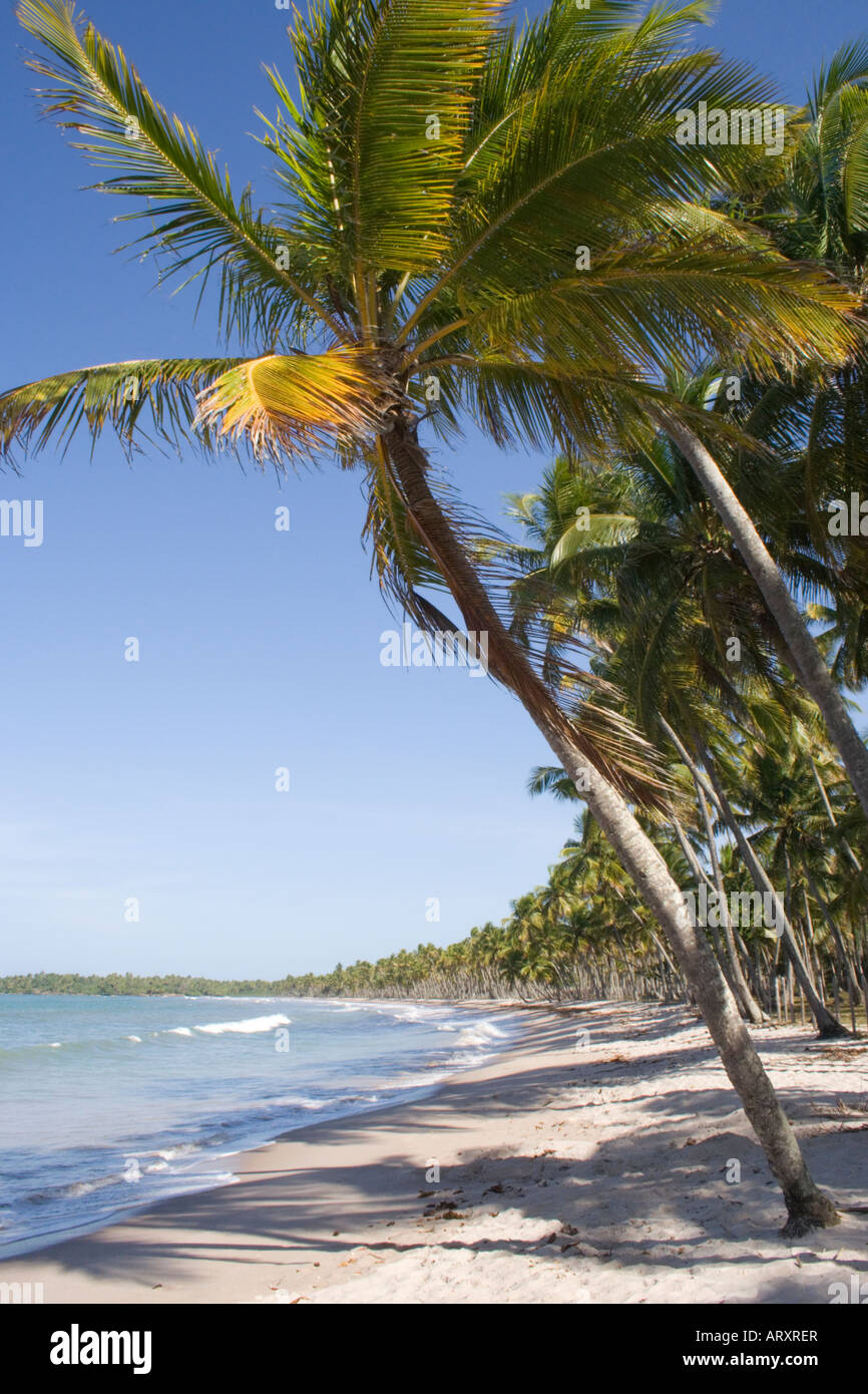 A dreamy deserted beach and palm trees, Boipeba Island in Bahia State ...