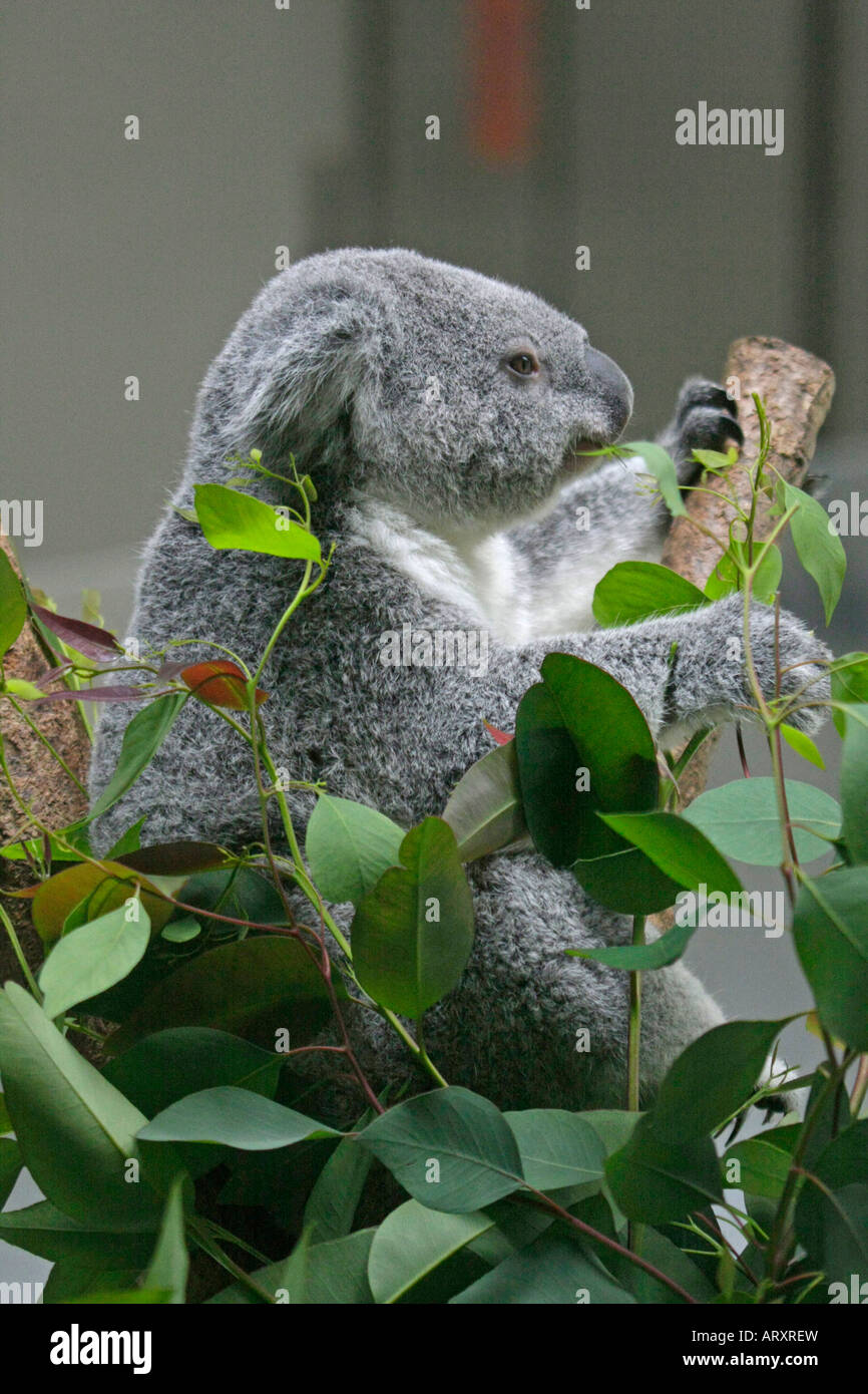 A Koala at Tama Zoo Tokyo Japan Stock Photo - Alamy