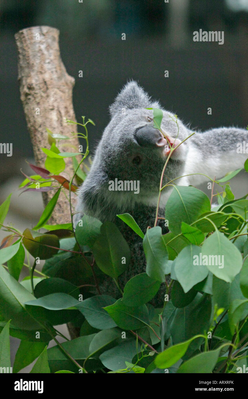 A Koala at Tama Zoo Tokyo Japan Stock Photo - Alamy