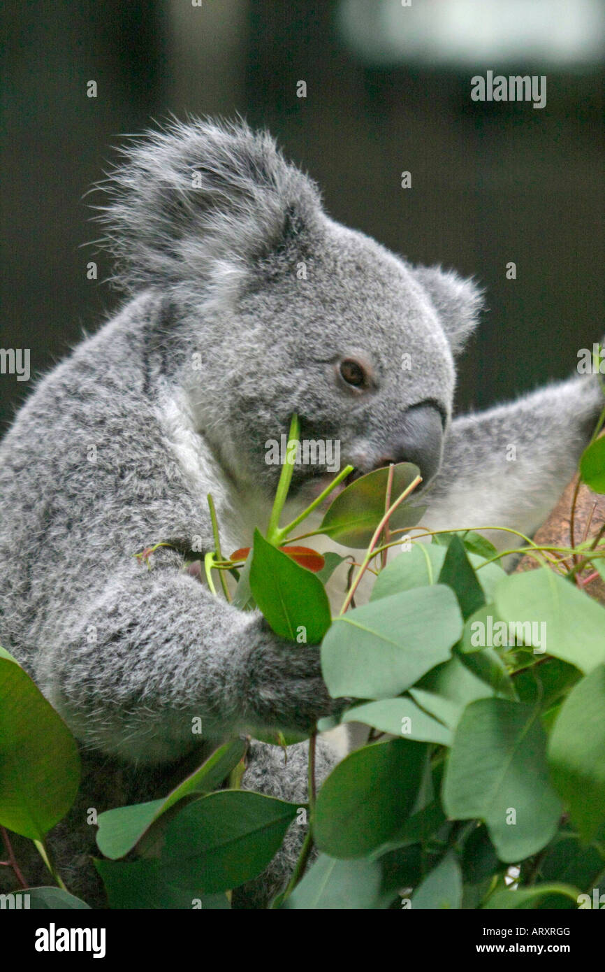 A Koala at Tama Zoo Tokyo Japan Stock Photo - Alamy