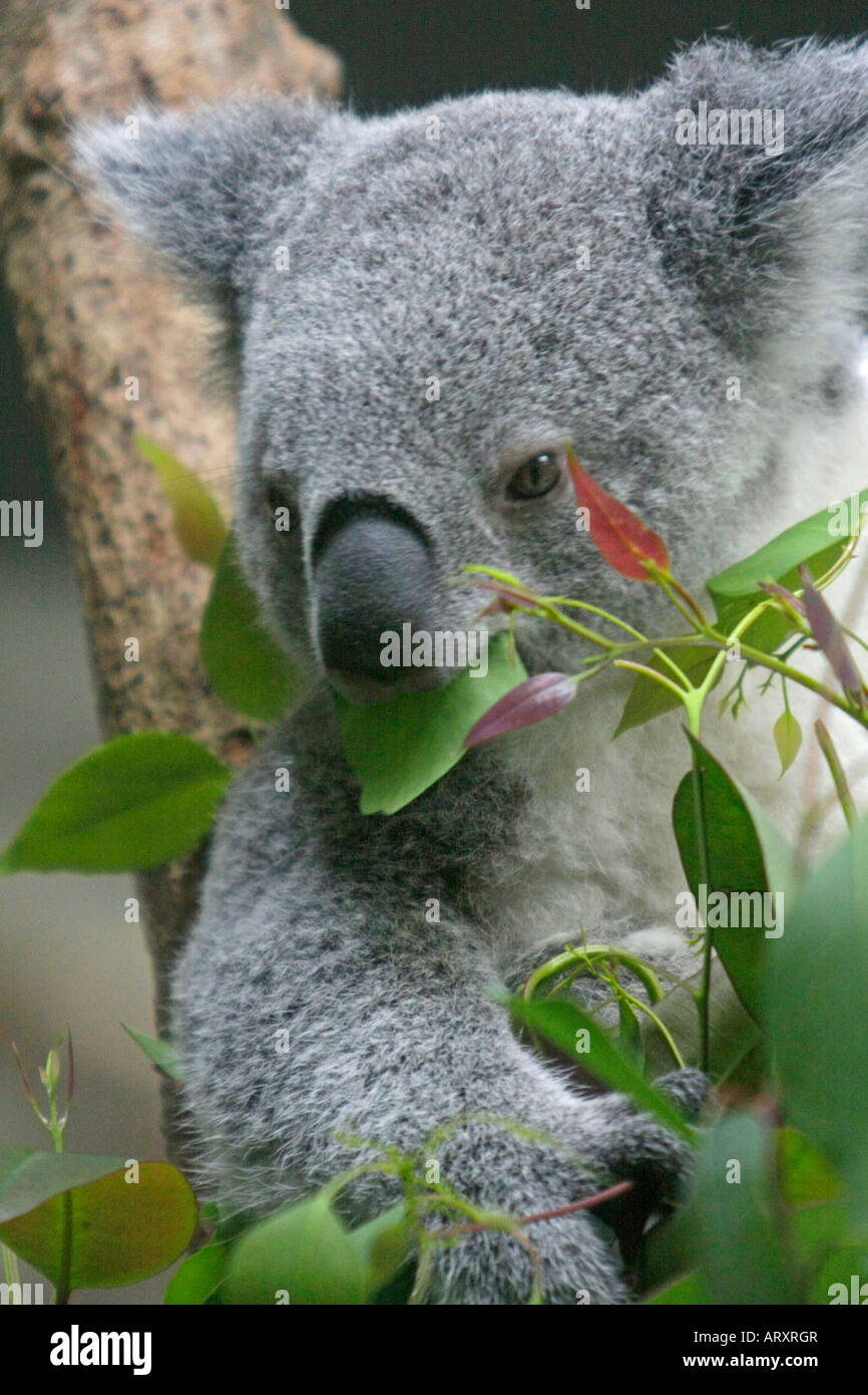 A Koala at Tama Zoo Tokyo Japan Stock Photo - Alamy